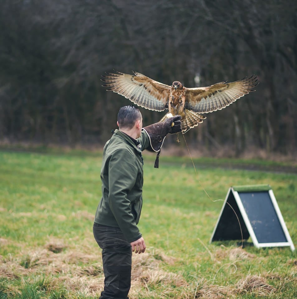 Wye Valley Falconry to feature at Oaker Wood Holiday Club - Oaker Wood Leisure